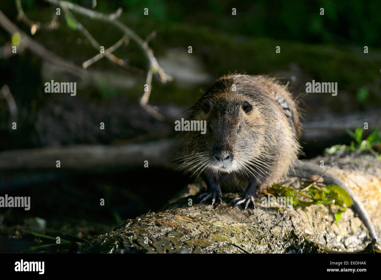 Dombes region hi-res stock photography and images - Alamy