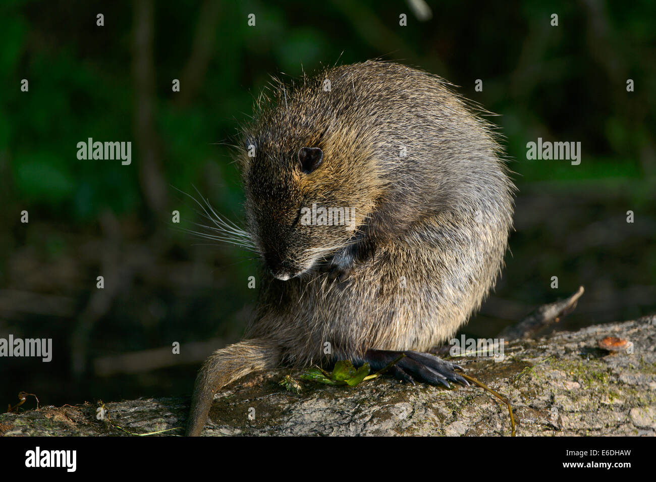 Dombes region hi-res stock photography and images - Alamy