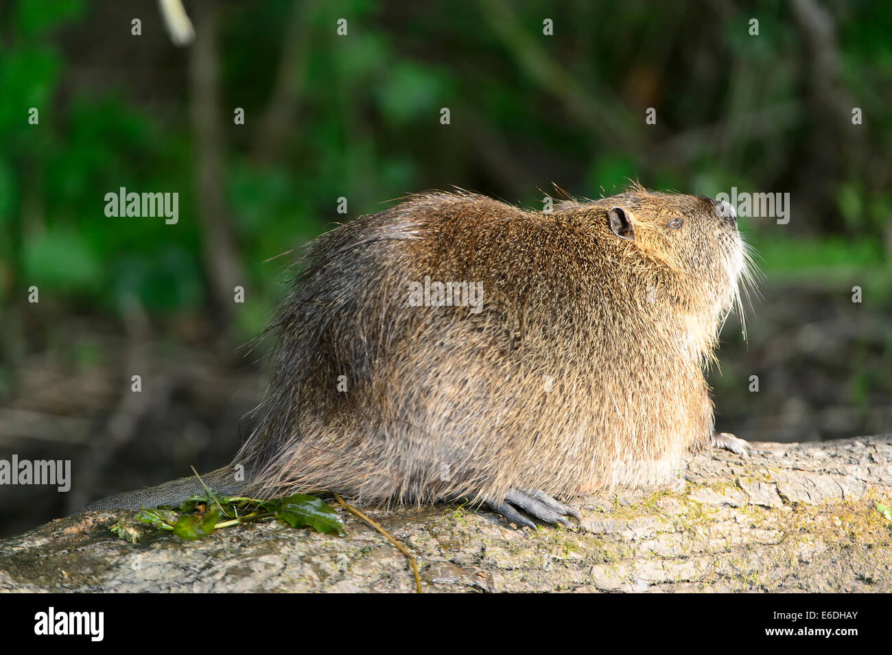 Dombes region hi-res stock photography and images - Alamy
