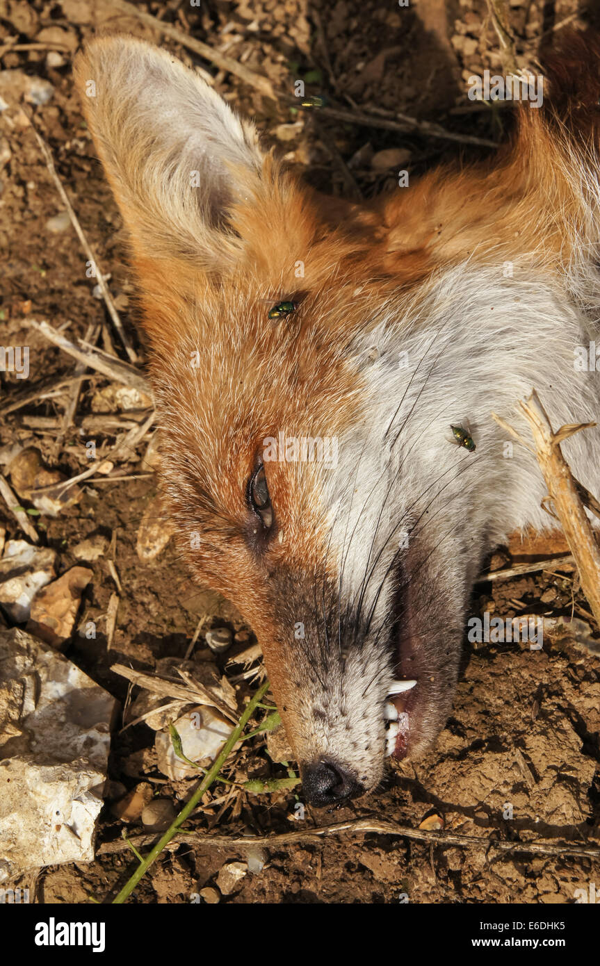 Dead fox hi-res stock photography and images - Alamy