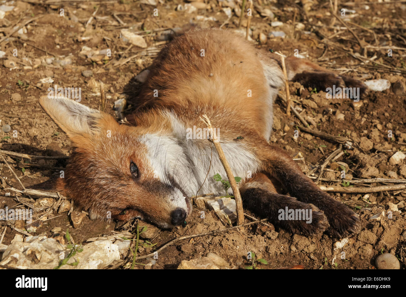 Dead fox in the field Stock Photo - Alamy