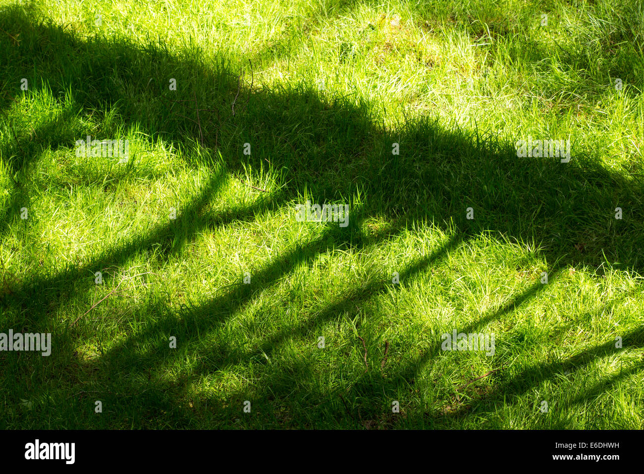 Tree grass hi-res stock photography and images - Alamy