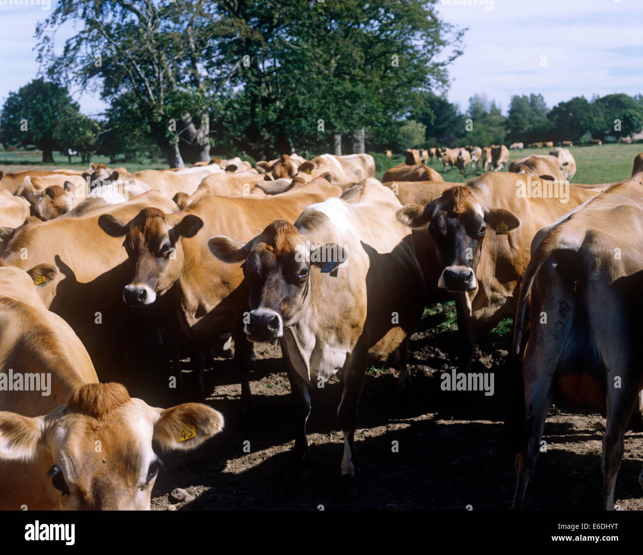 Jersey channel island farm hi-res stock photography and images - Alamy