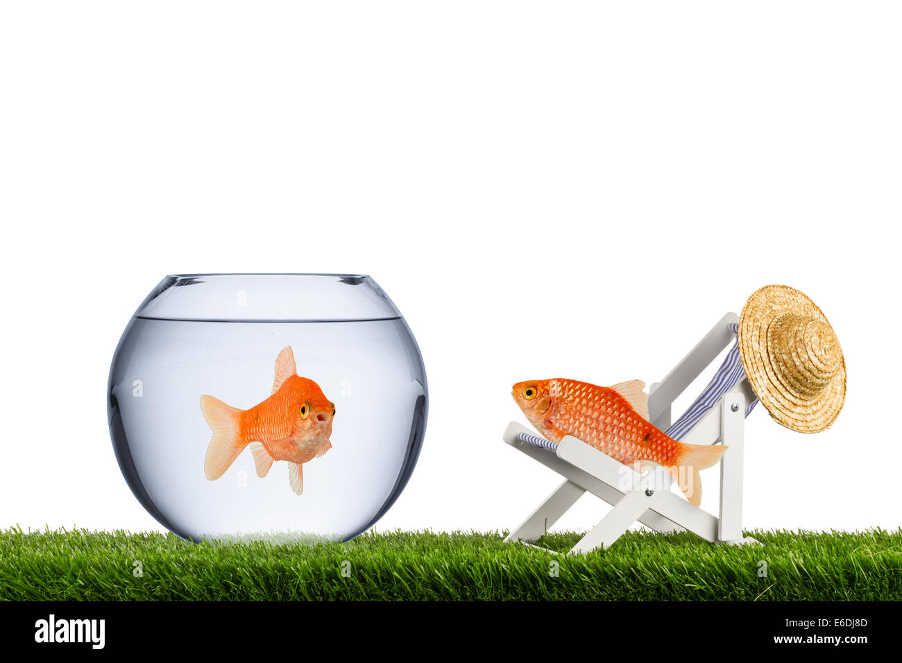 freedom fish concept Stock Photo - Alamy