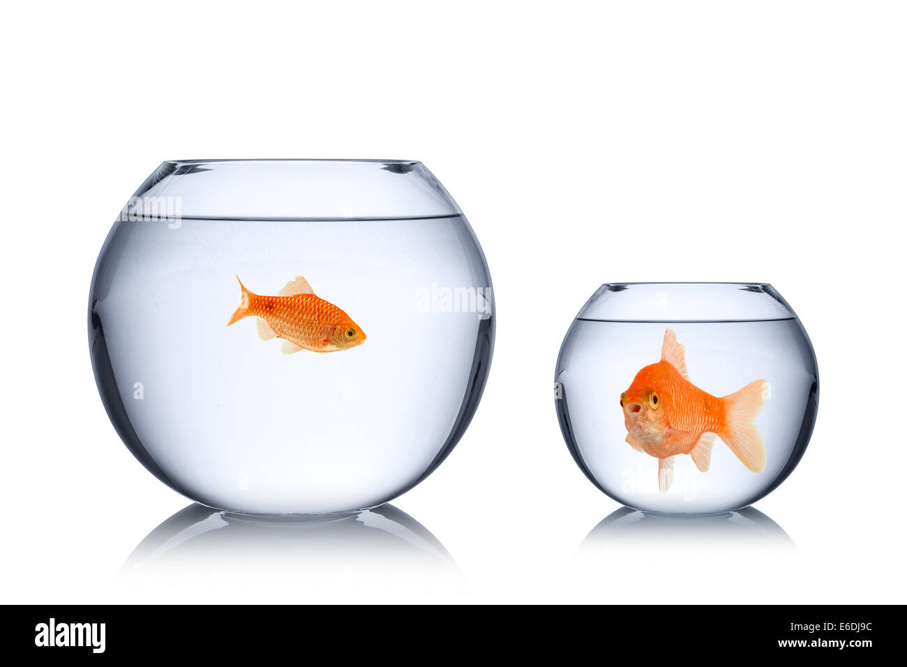 fish social envy concept Stock Photo - Alamy