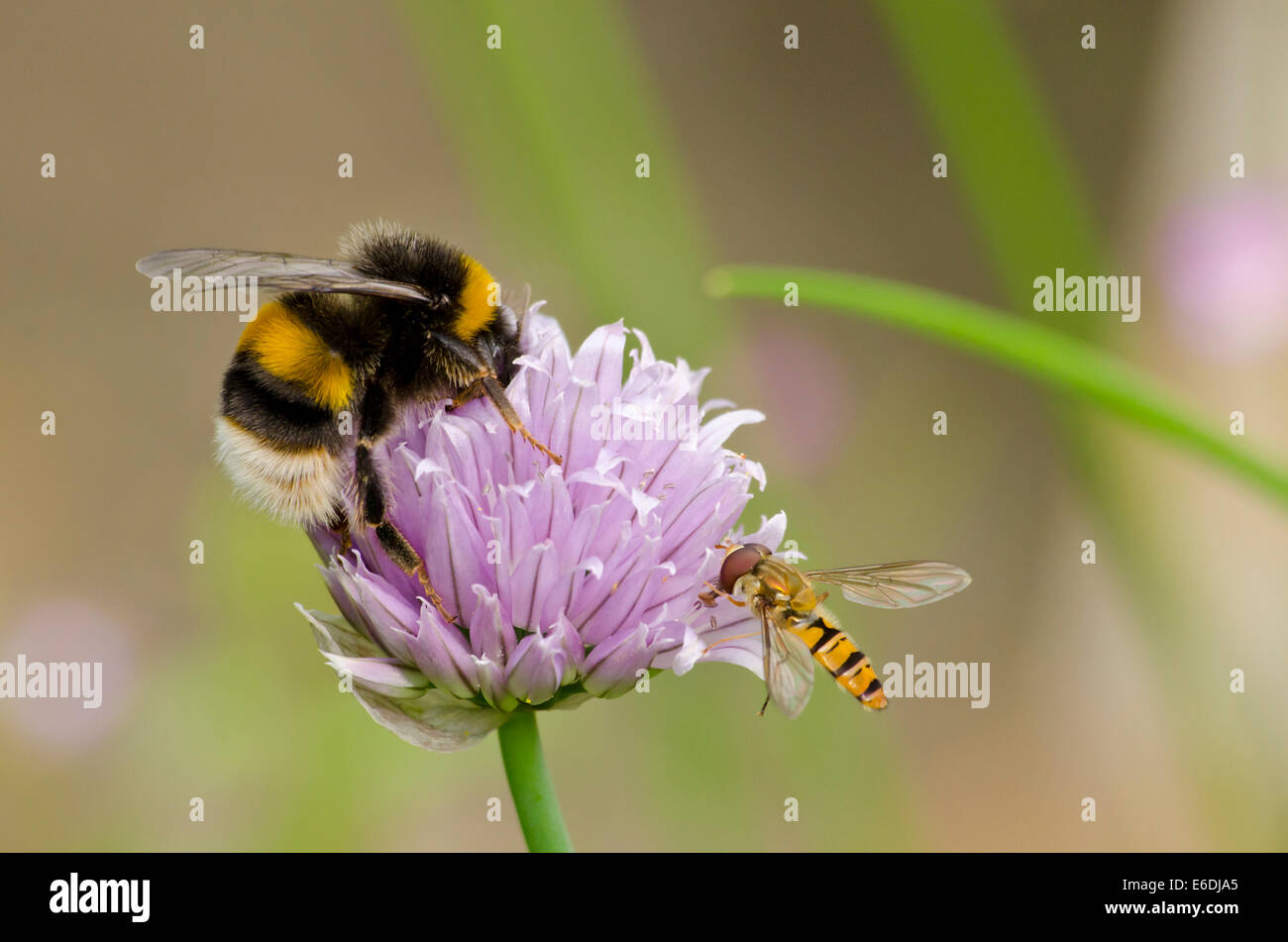 Bumble bee and hoverfly foraging on flower of chive Stock Photo - Alamy
