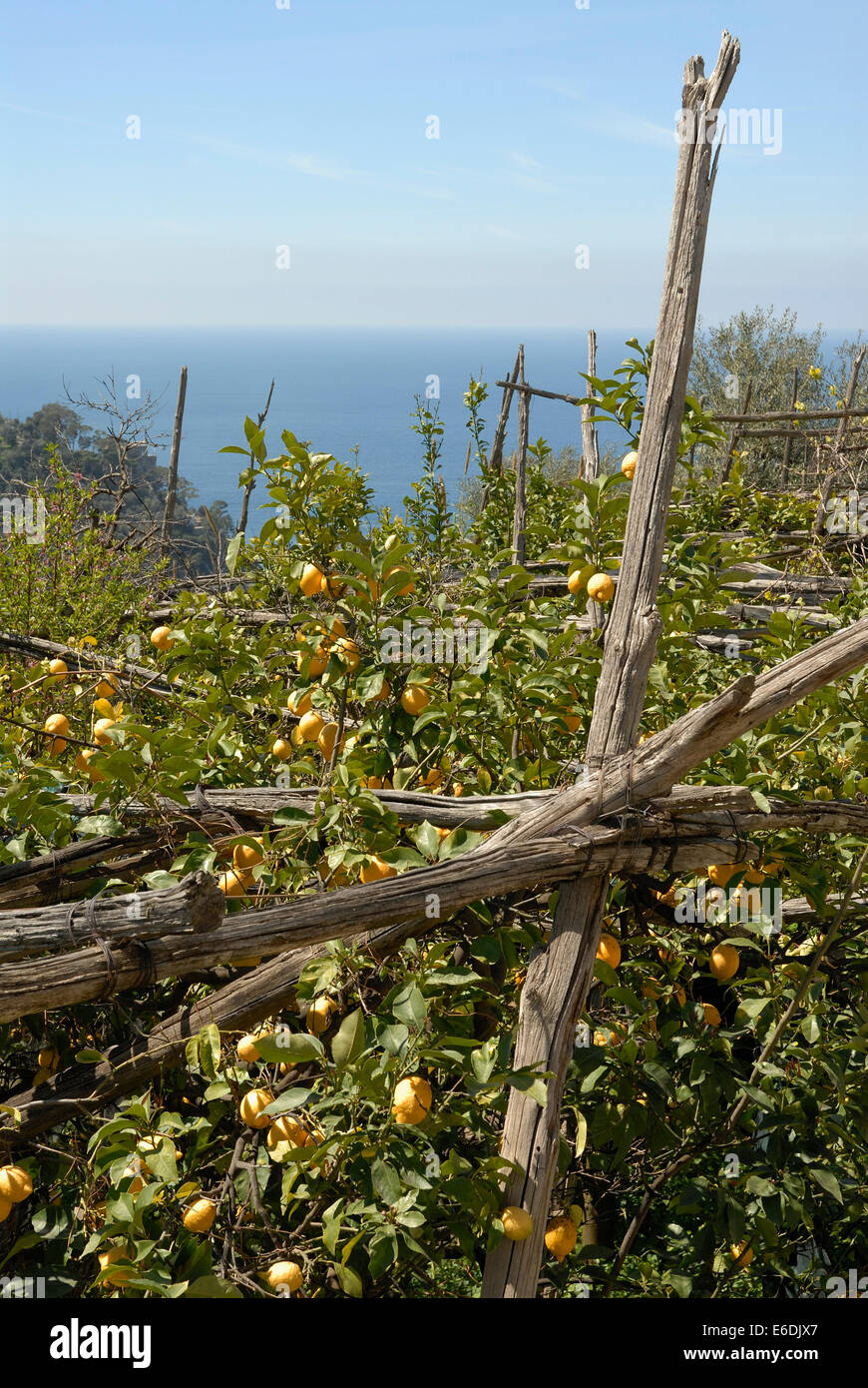 Lemon trees growing on the Sorrentine Peninsular Sorrento Italy Stock ...