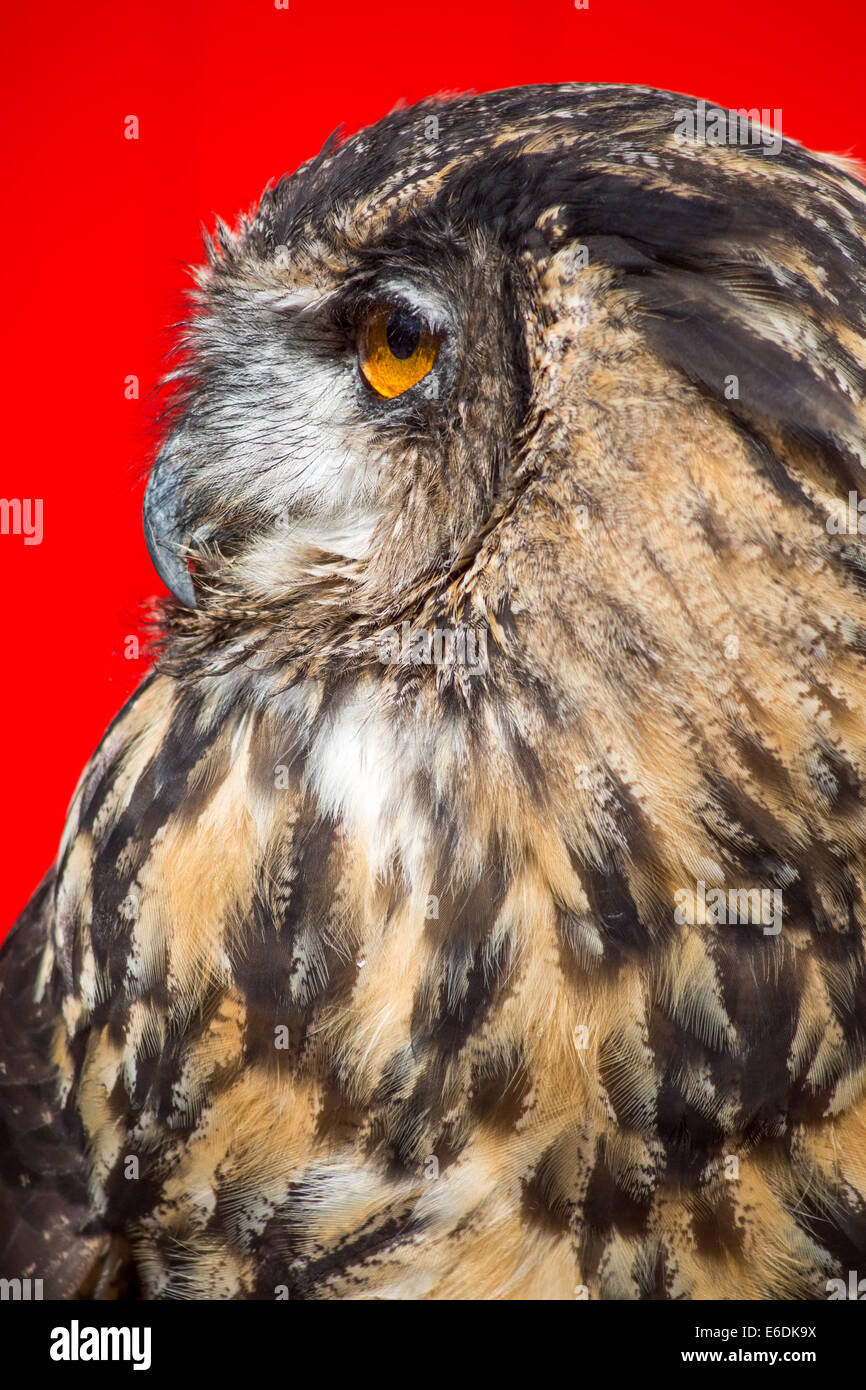 London zoo animals hi-res stock photography and images - Alamy