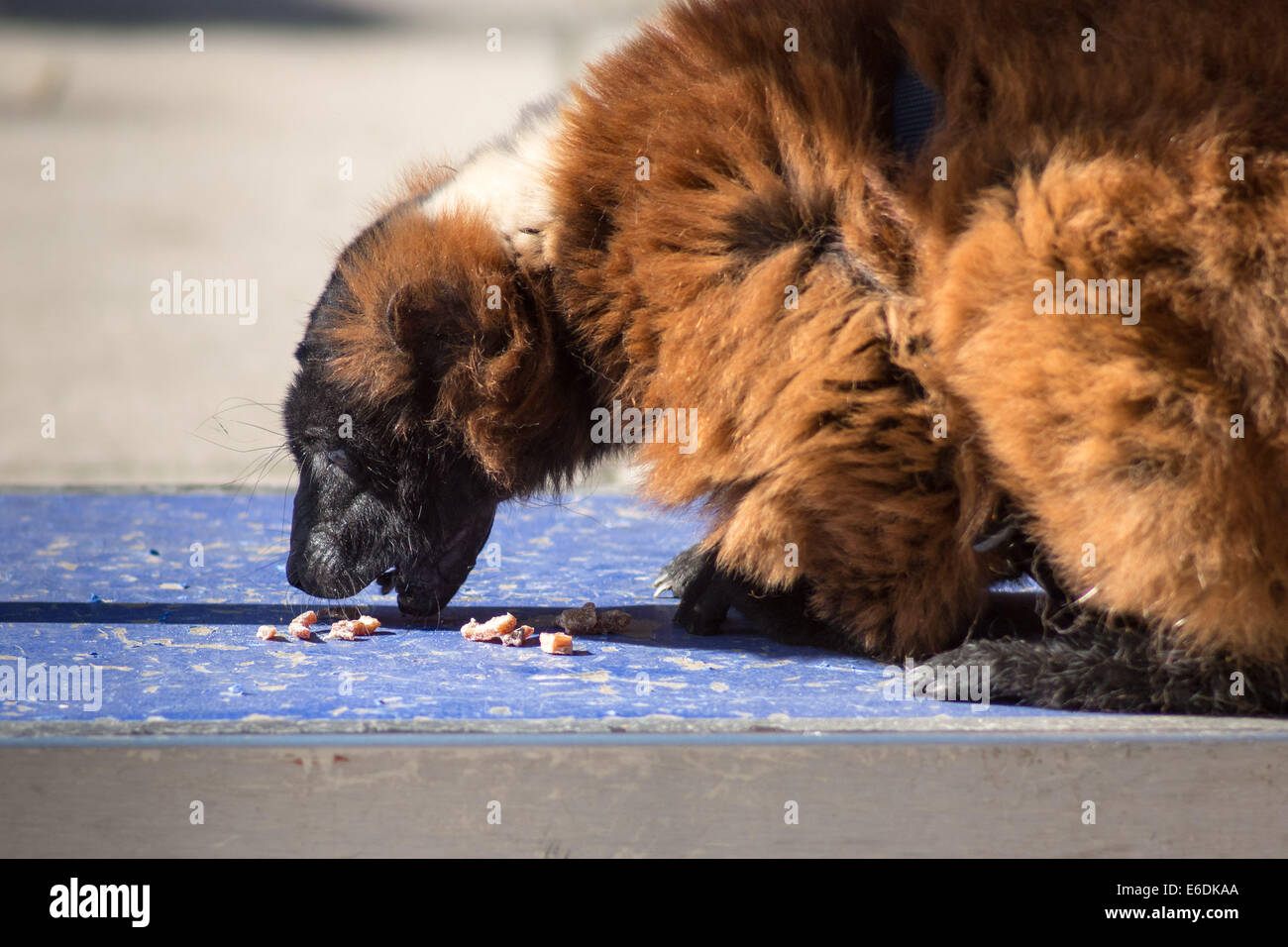 Lemur london zoo hi-res stock photography and images - Alamy