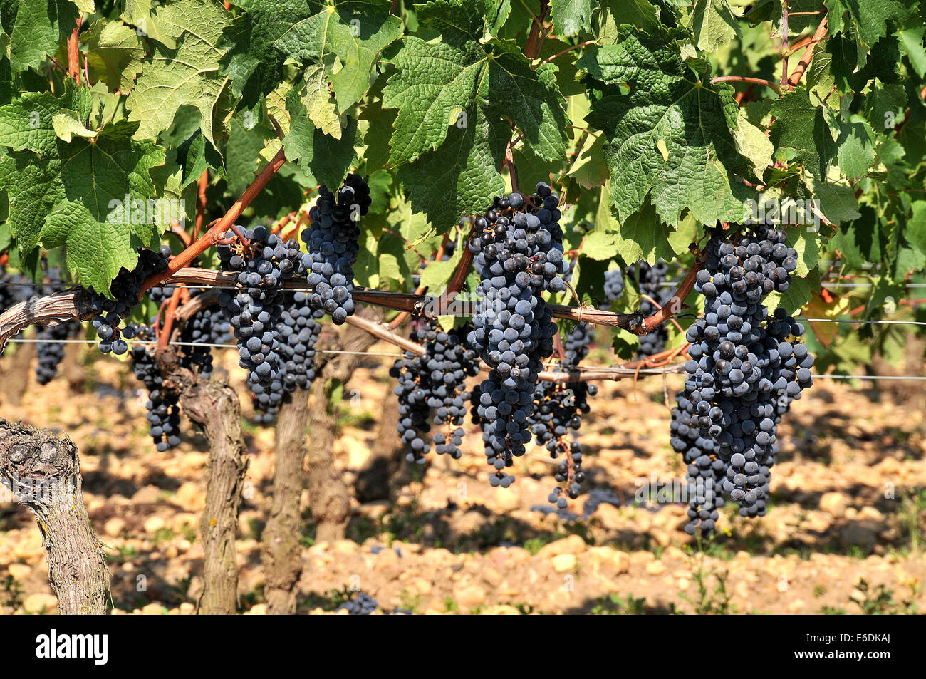 Saint emilion famous bordeaux wine hi-res stock photography and images ...