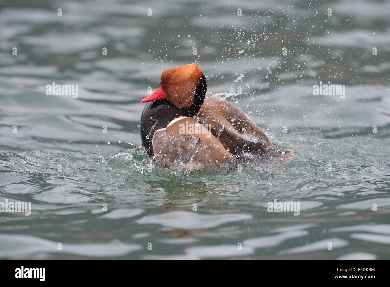 Male crested duck hi-res stock photography and images - Alamy