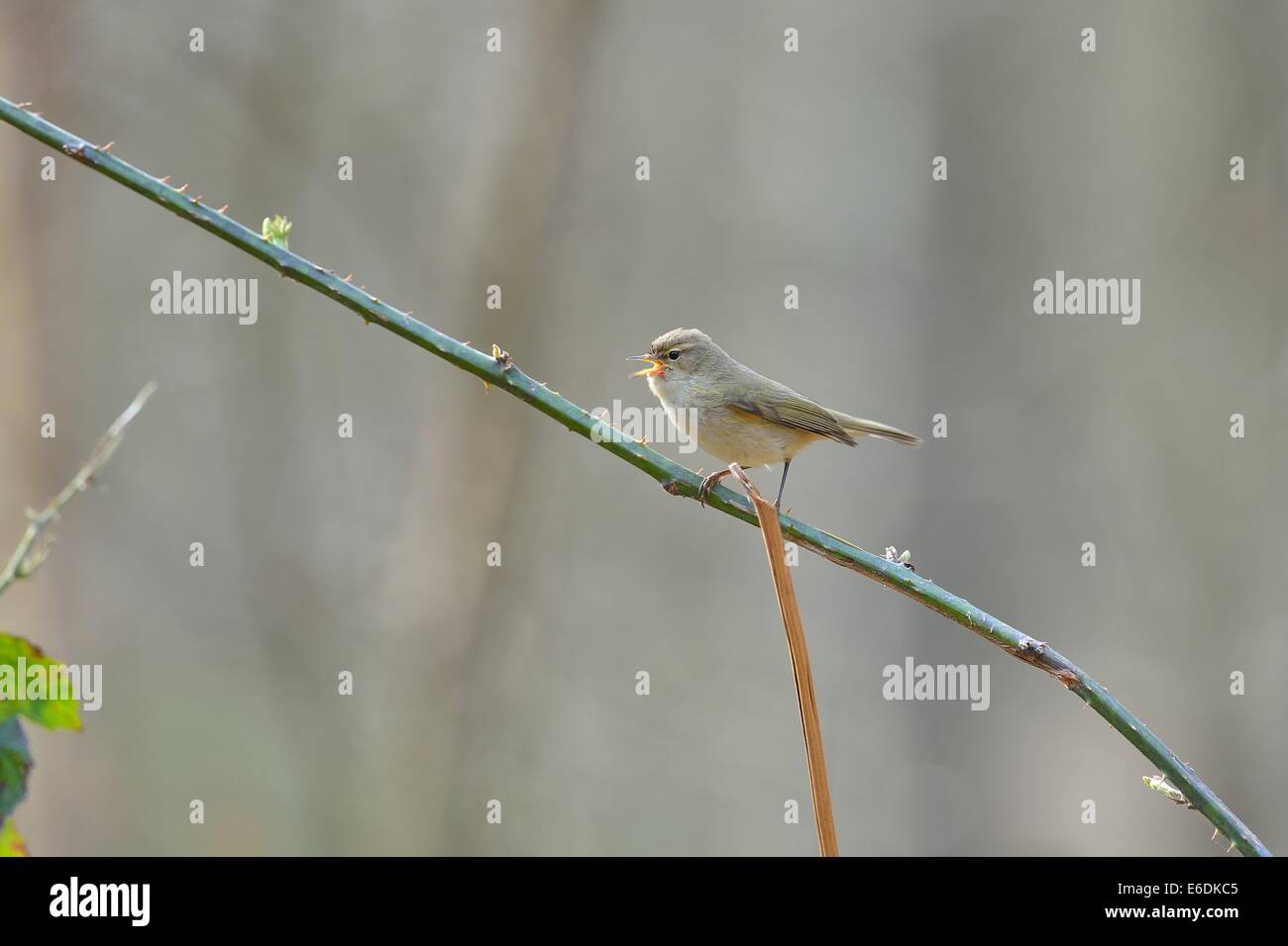 Common Chiffchaff - Eurasian Chiffchaff - Norhtern Chiffchaff ...