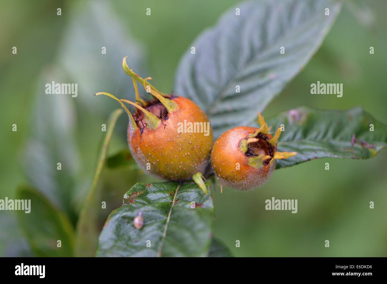 Medlar tree (Mespilus germanica) in fruit in summer Stock Photo - Alamy