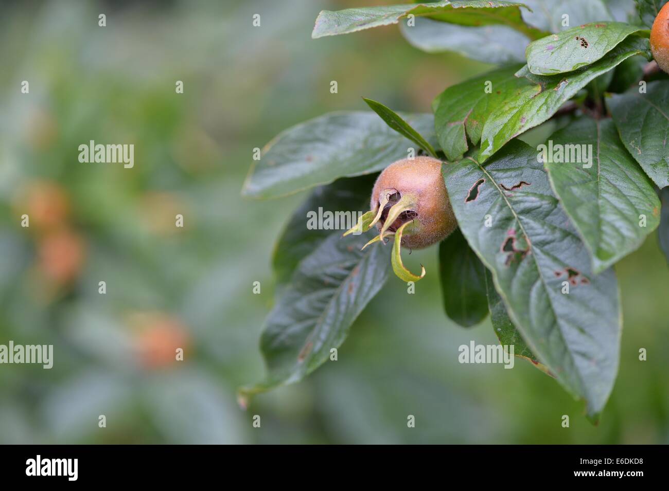 Medlar tree hi-res stock photography and images - Alamy