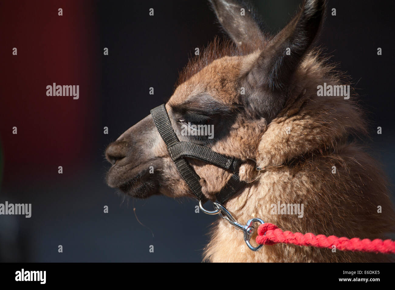 London Zoo, London UK. Thursday 21st August 2014. A 4 month old Llama ...