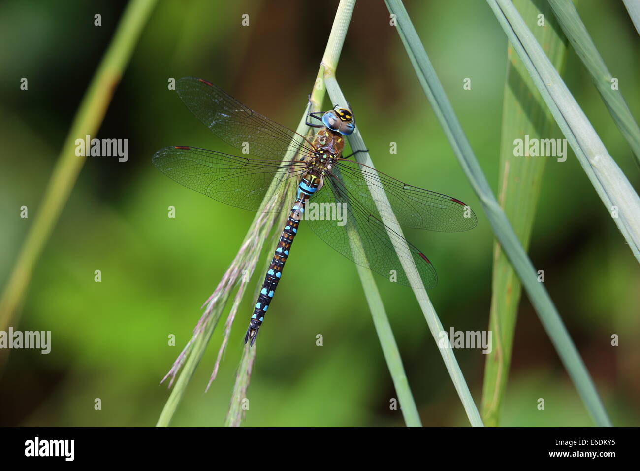 migrant hawker dragonfly Stock Photo - Alamy