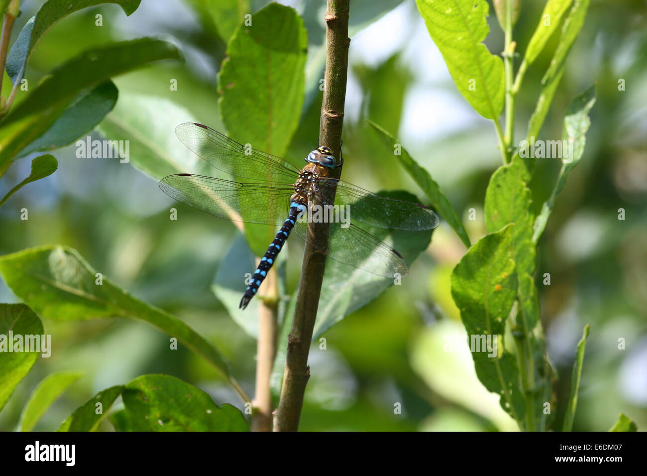 migrant hawker dragonfly Stock Photo - Alamy