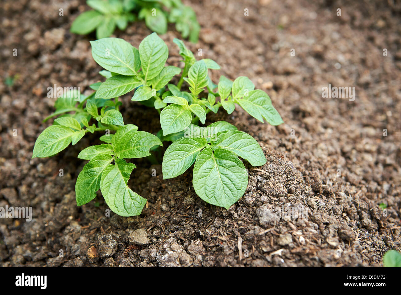 Potato plants hi-res stock photography and images - Alamy