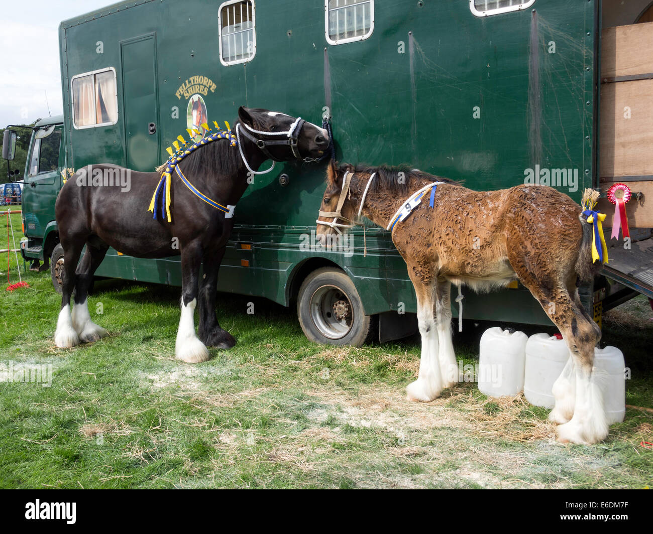 Brown Shire Horse