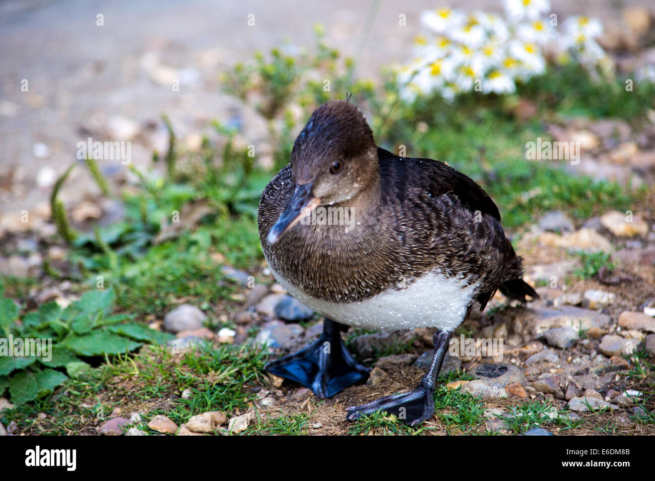 Baby duck drying off after swim Stock Photo - Alamy