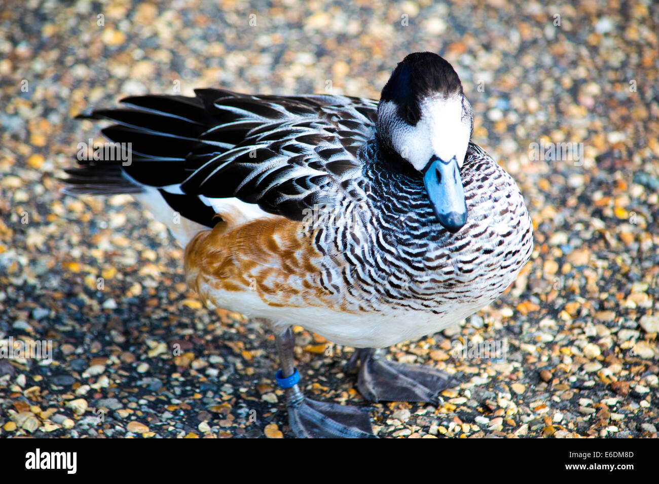 Beautifully colourful duck with stunning detail Stock Photo - Alamy