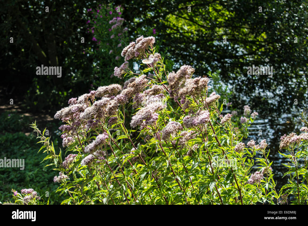 Beautiful flowers of the Norfolk nature park gardens Stock Photo - Alamy