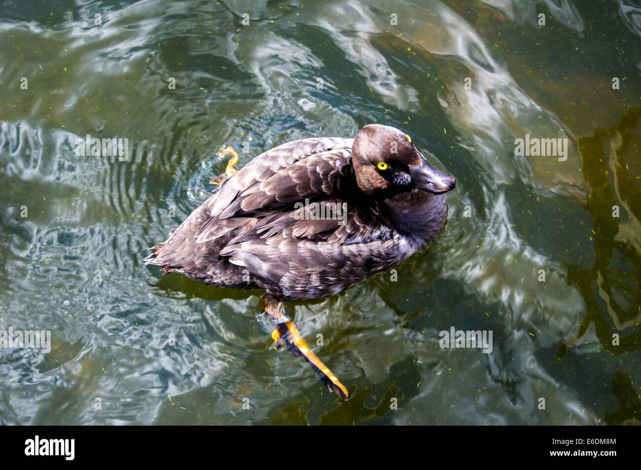 Duck gliding through the lake Stock Photo - Alamy