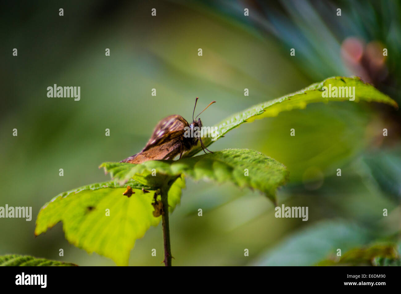 Butterfly resting on leaf in beautiful nature park Stock Photo - Alamy