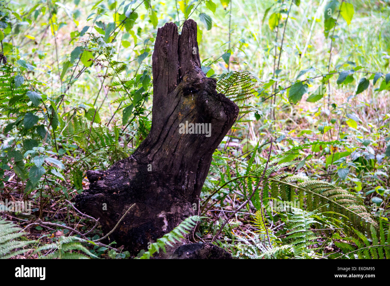 Dog shaped tree stump Stock Photo - Alamy