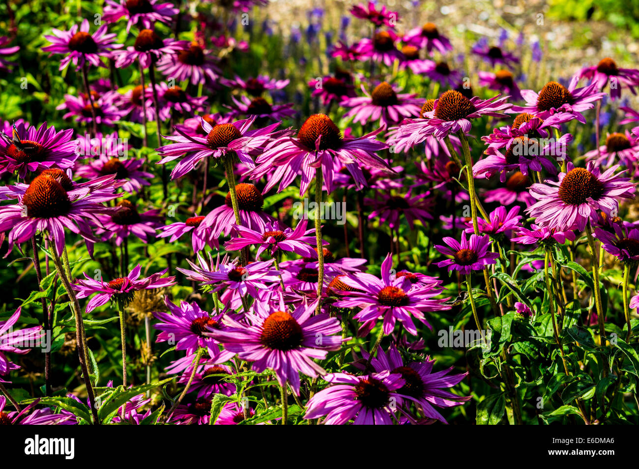 Beautiful echinacea flowers. Stunning vivid colours of flowers ...