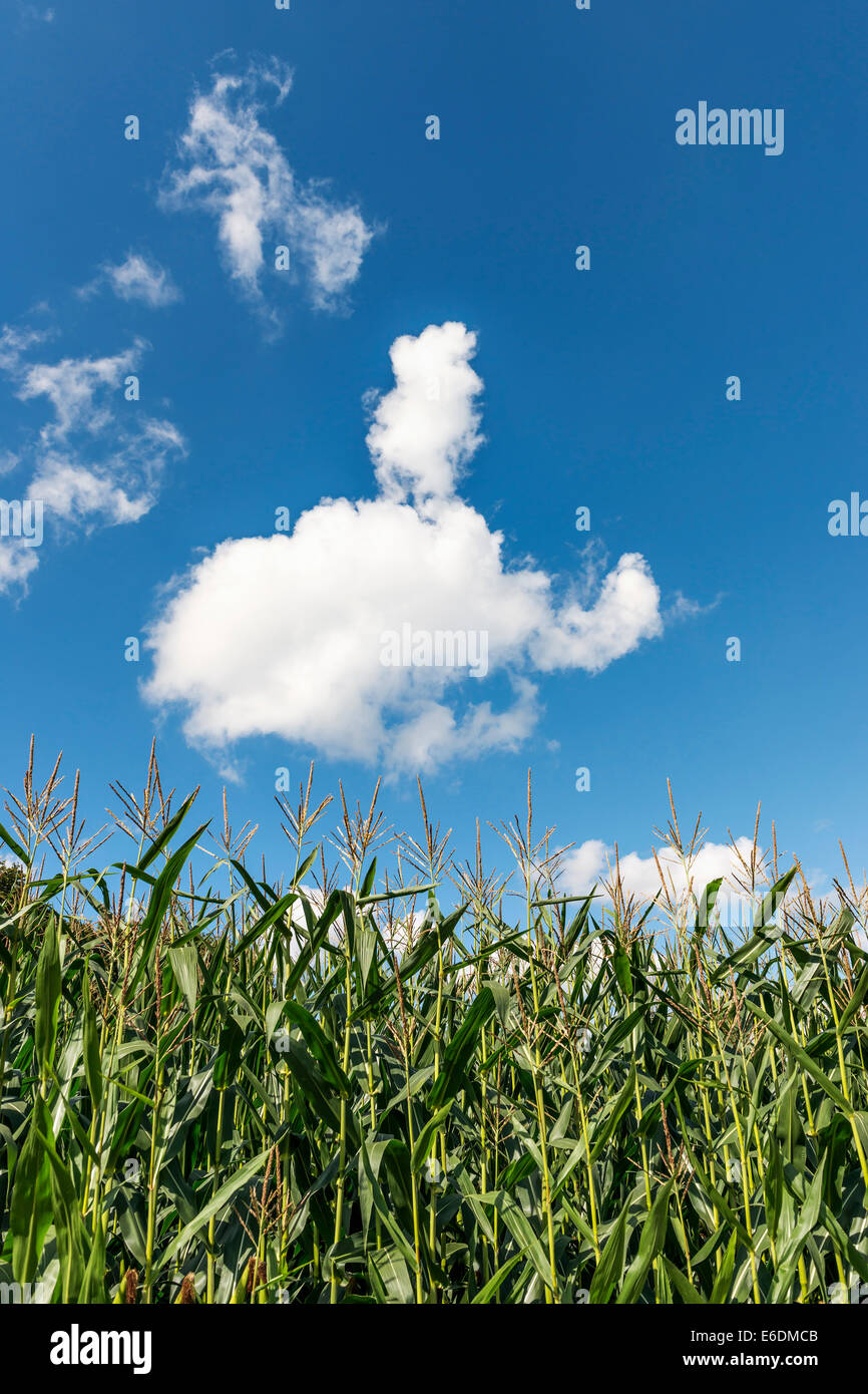 Image of corn plants with blue sky and white clouds Stock Photo - Alamy