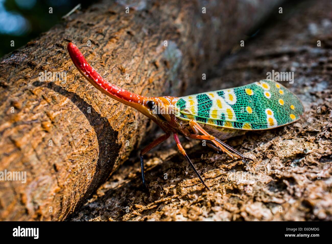 Bug with long proboscis hi-res stock photography and images - Alamy
