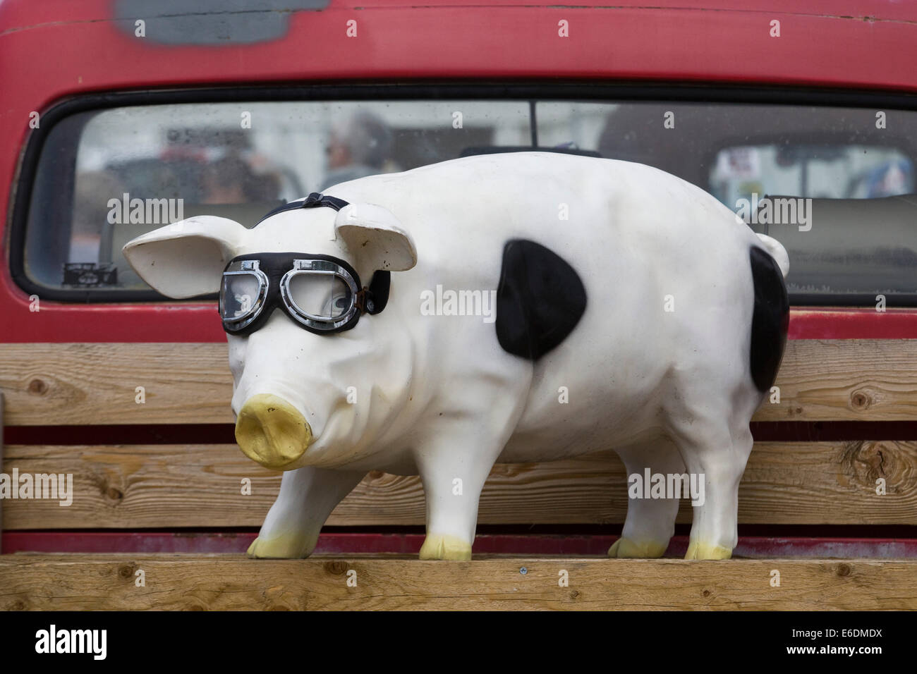 Statue of a pig on the back of a Old Morris 1000 pickup Stock Photo - Alamy