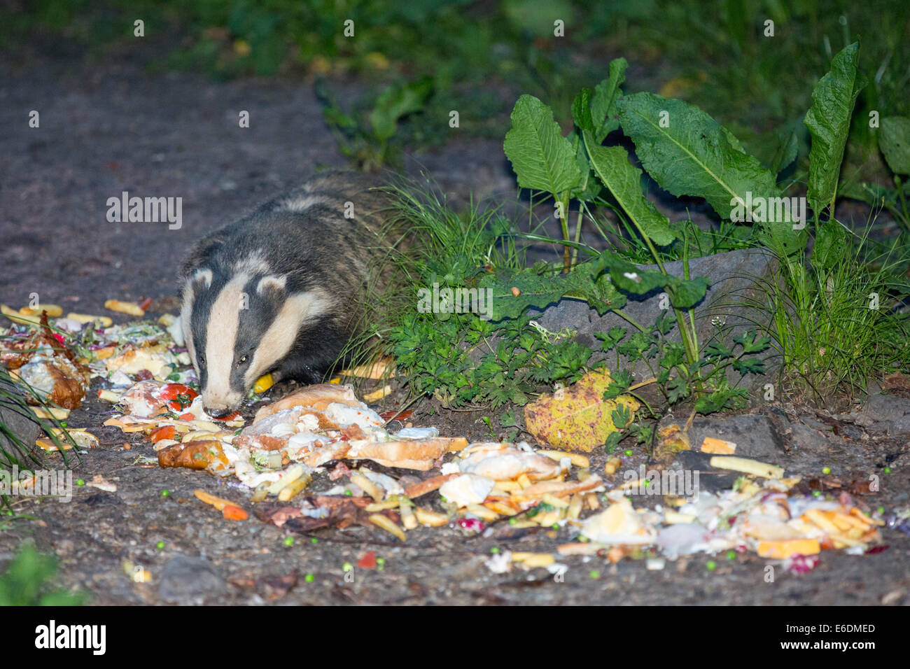 Badgers feeding on restaurant waste from the Badger Bar in Rydal, Lake ...