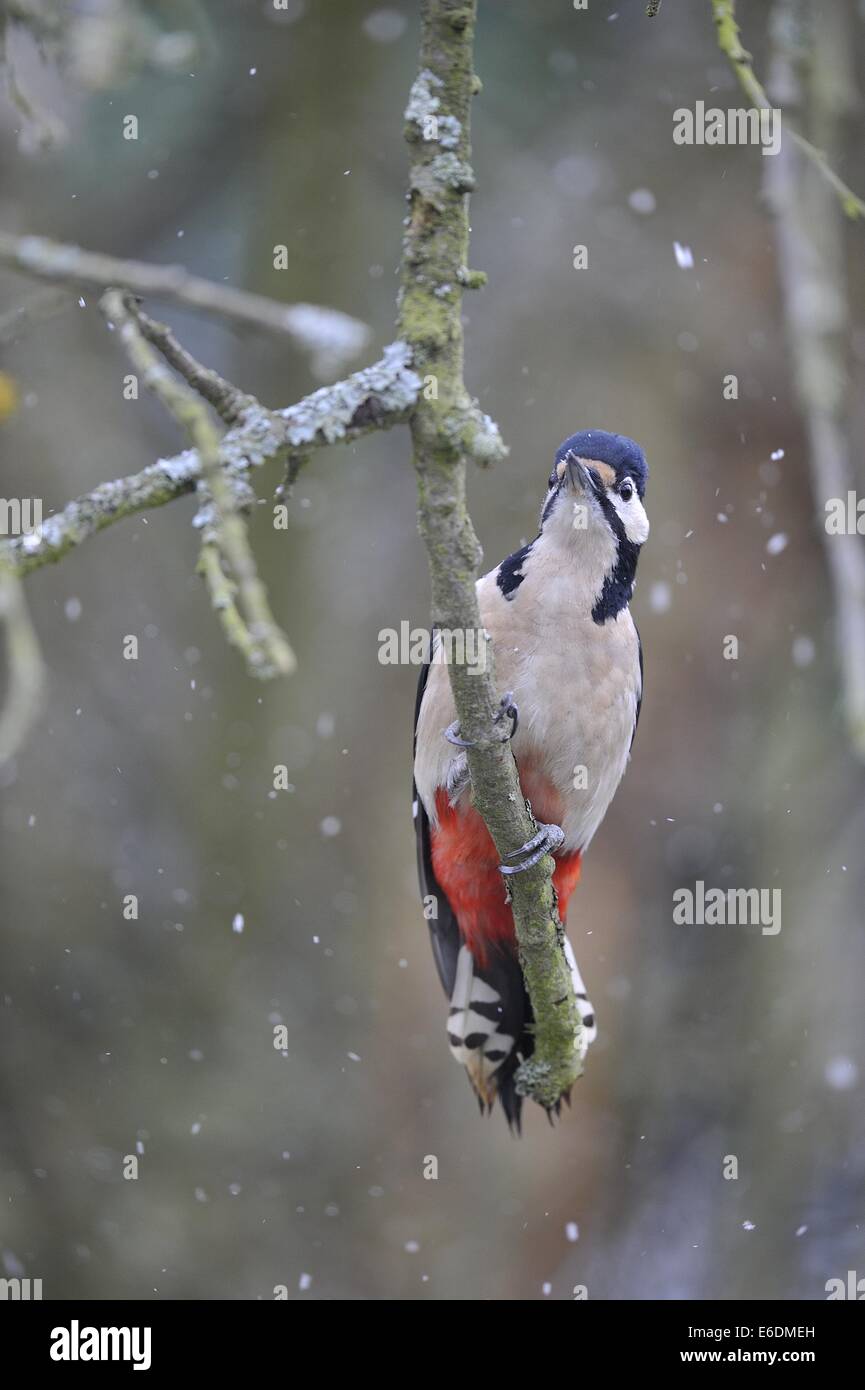 Great Spotted Woodpecker (Dendrocopos major - Dendrocopus major ...