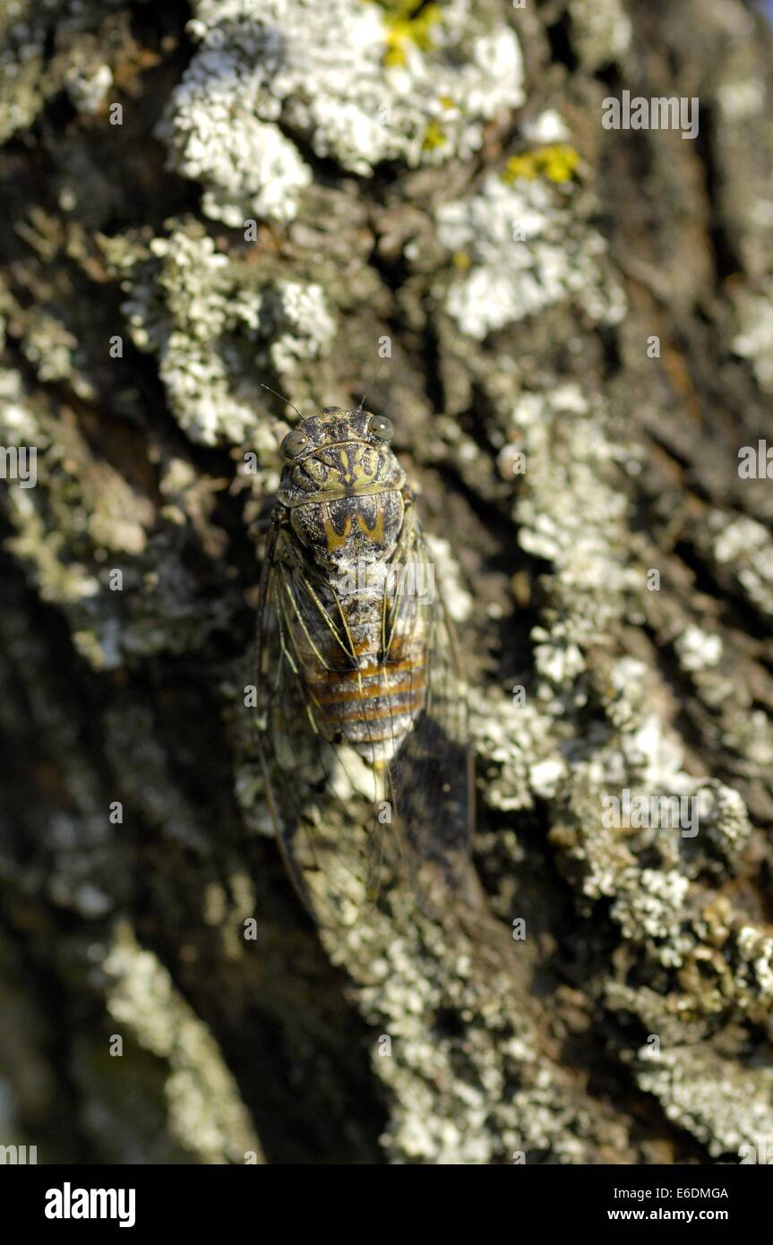Cicada cicade (Cicada orni - Tettigia orni) male singing on the bark of ...