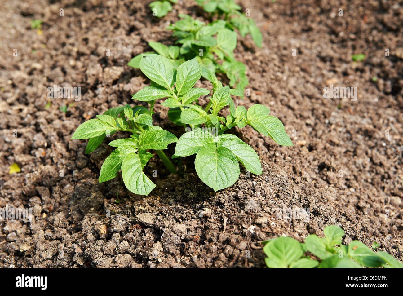 Young Maris Piper Potato Plants Growing in Vegetable Plot Stock Photo ...