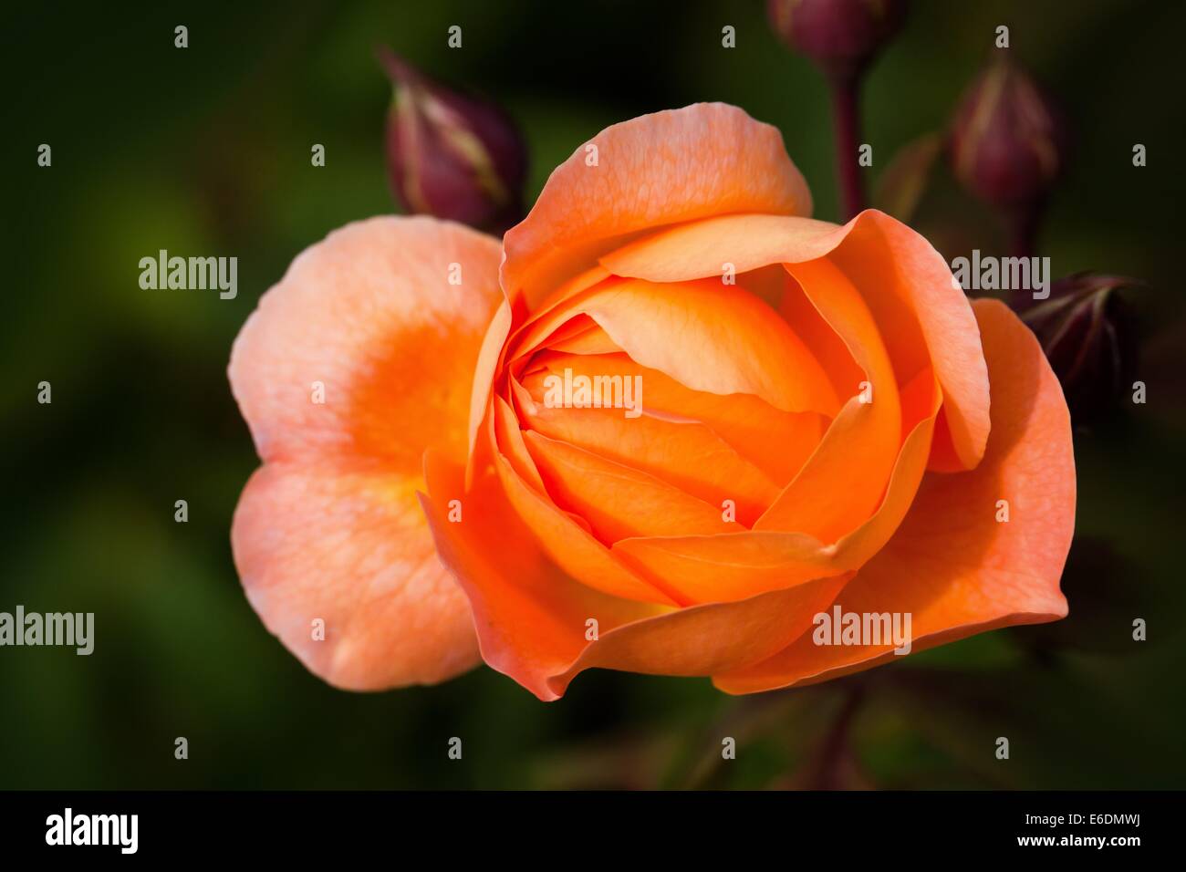 Rosaceae Family Members