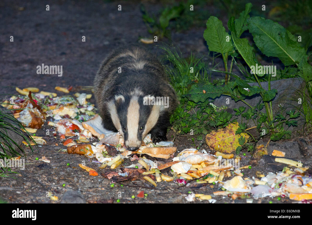 Badgers feeding on restaurant waste from the Badger Bar in Rydal, Lake ...