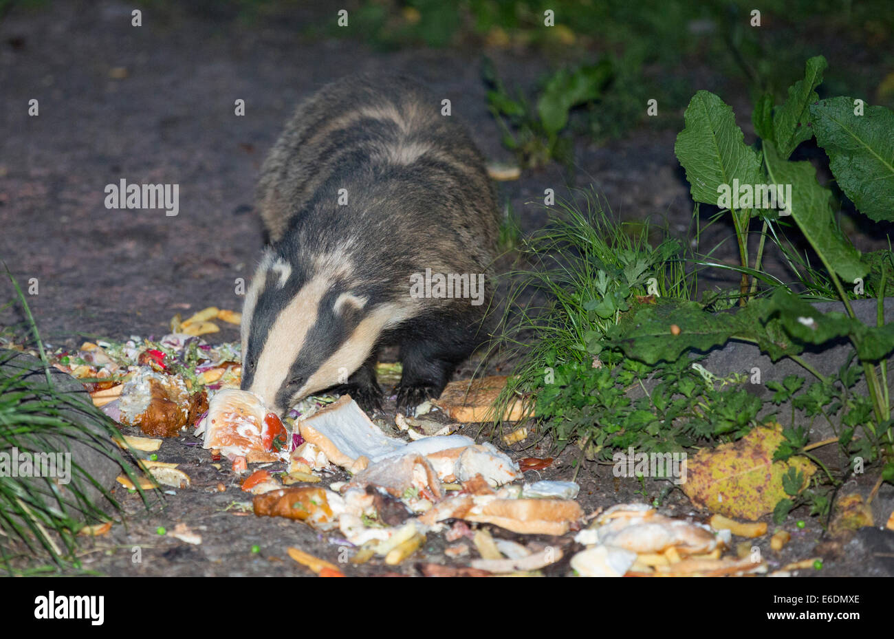 Badgers feeding on restaurant waste from the Badger Bar in Rydal, Lake ...