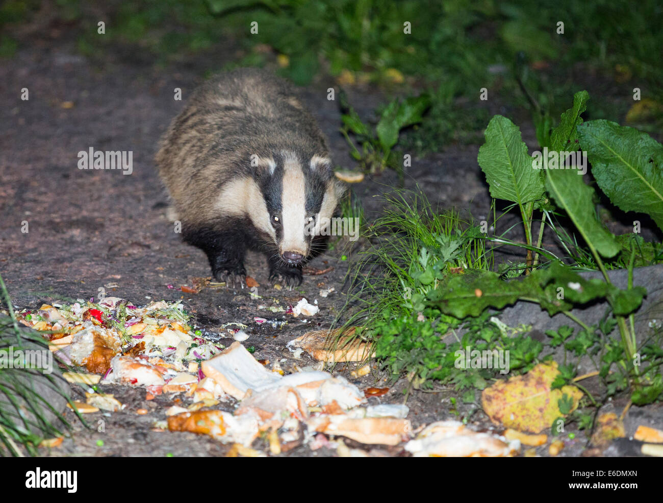 Badger uk feeding hi-res stock photography and images - Alamy