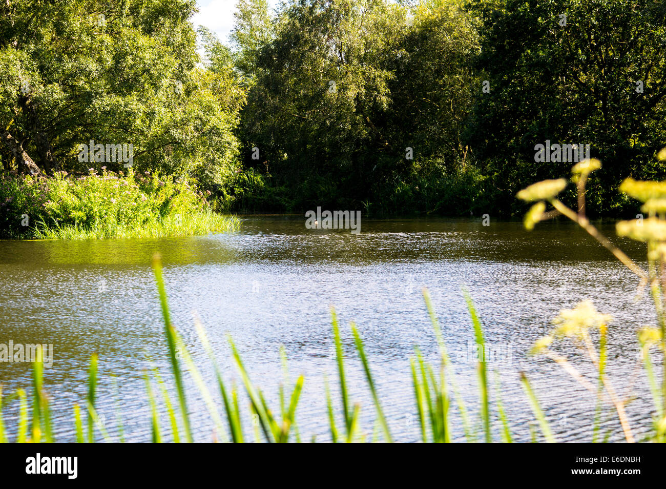 Lake surround by woodlands in Norfolk nature park Stock Photo - Alamy