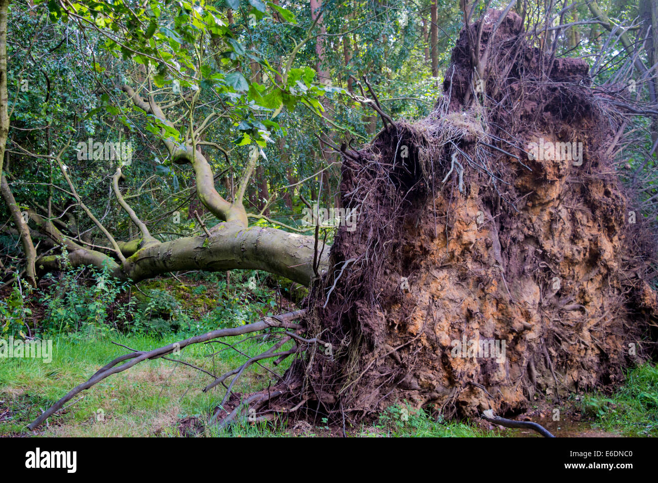 Tree blown out of the ground Stock Photo - Alamy