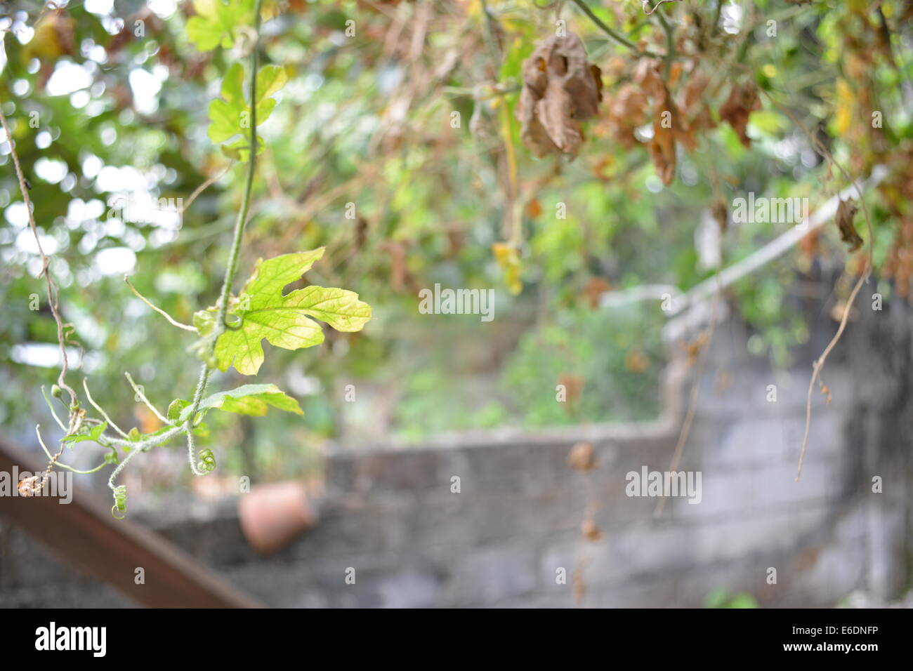 Ampalaya hi-res stock photography and images - Alamy