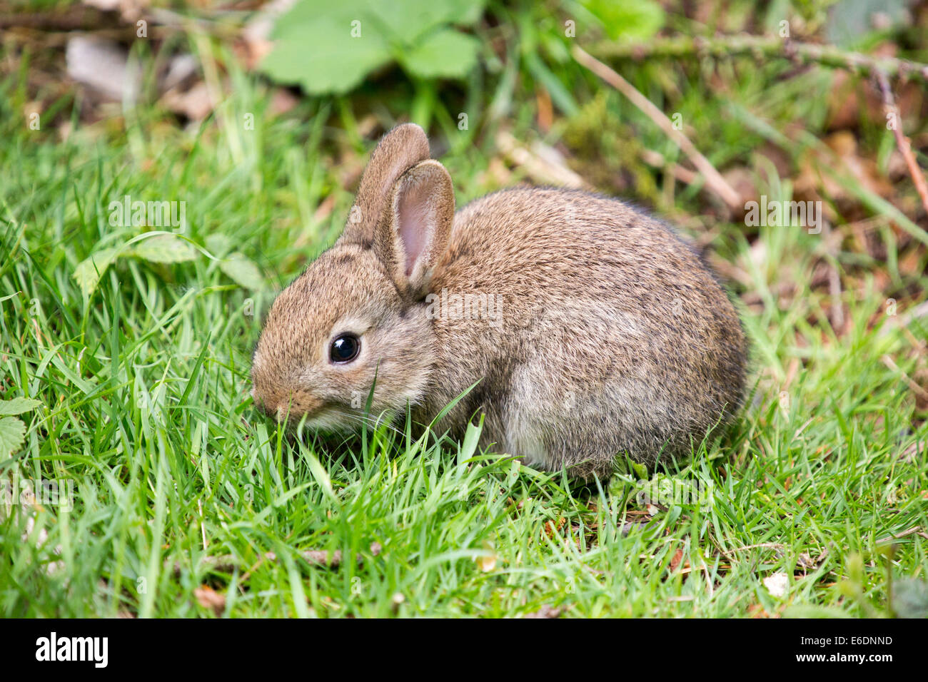 A young Rabbit Stock Photo - Alamy