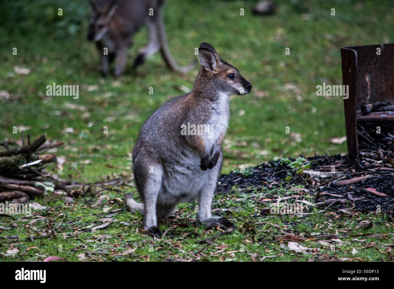 Wild wallaby posing for the camera Stock Photo - Alamy