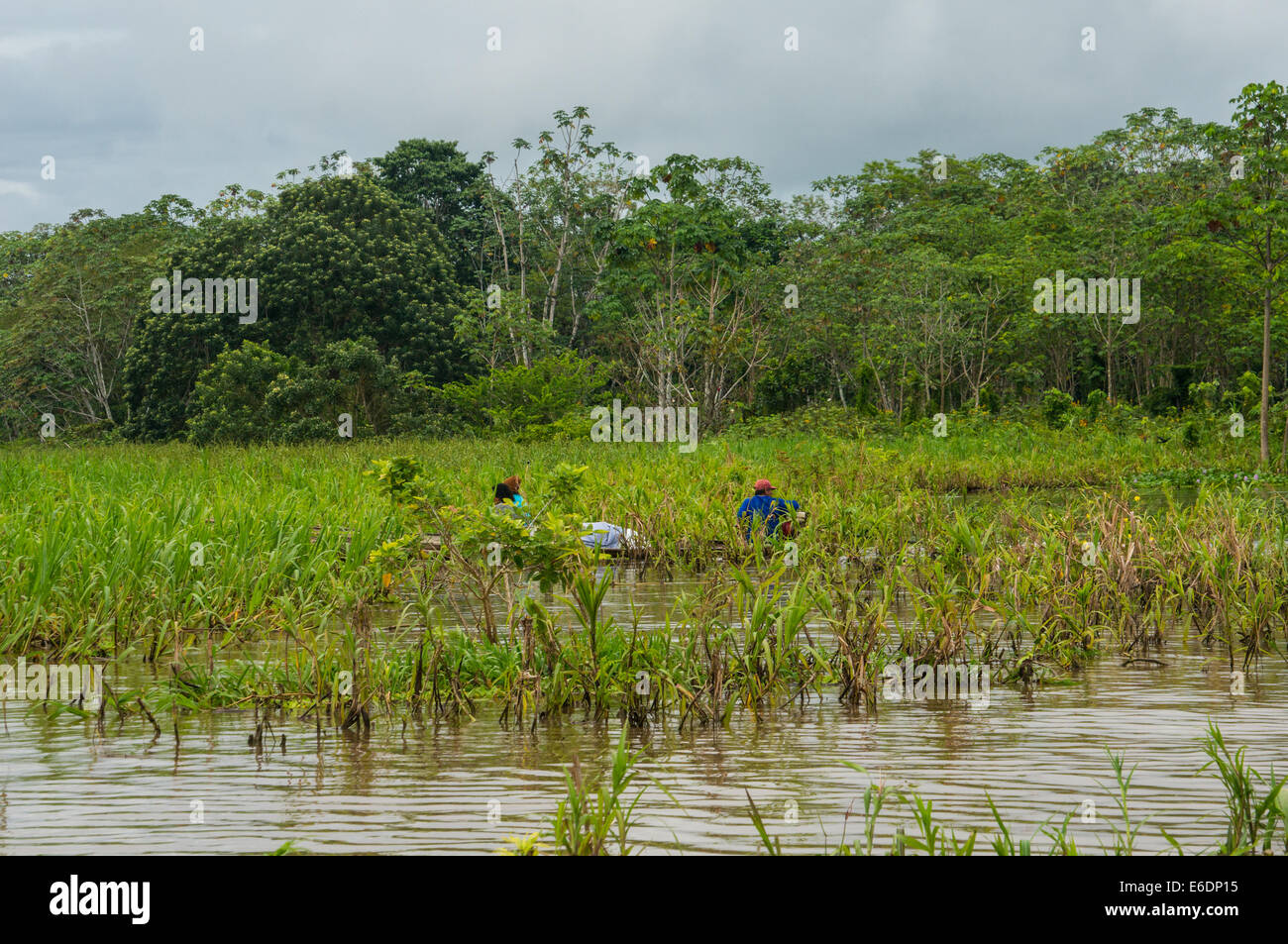 Amazon River scenics Stock Photo - Alamy