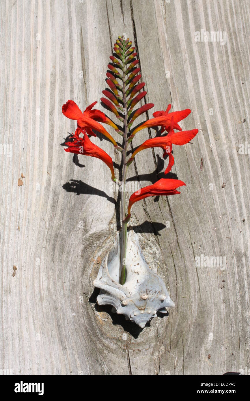 Still Life with Shell Stock Photo - Alamy