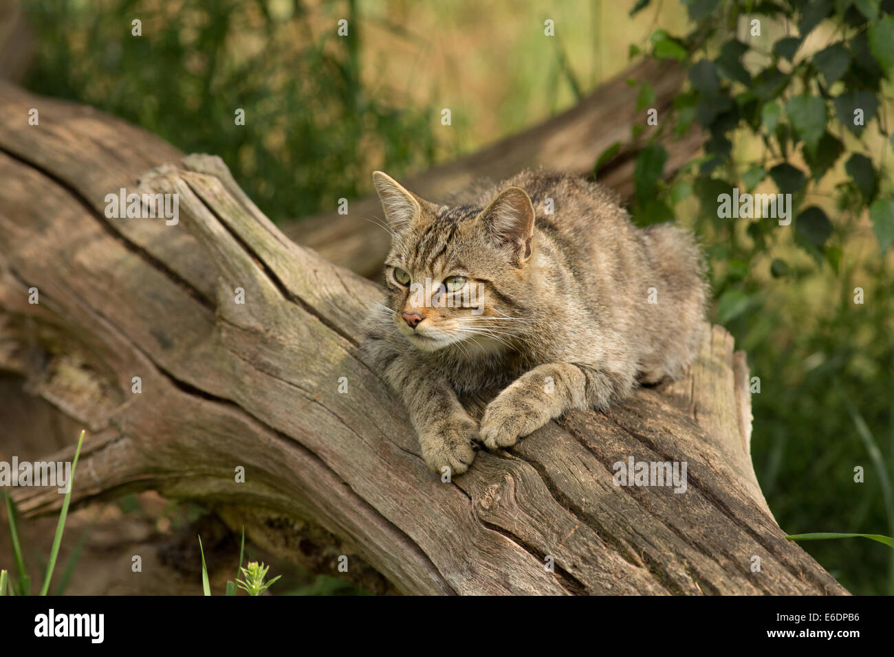 Scottish Wildcat Uk High Resolution Stock Photography and Images - Alamy