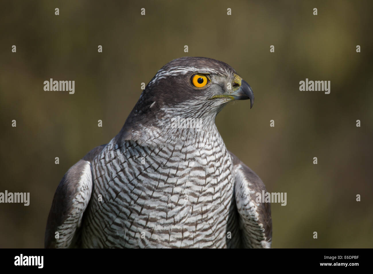 Portrait of a Goshawk Stock Photo - Alamy
